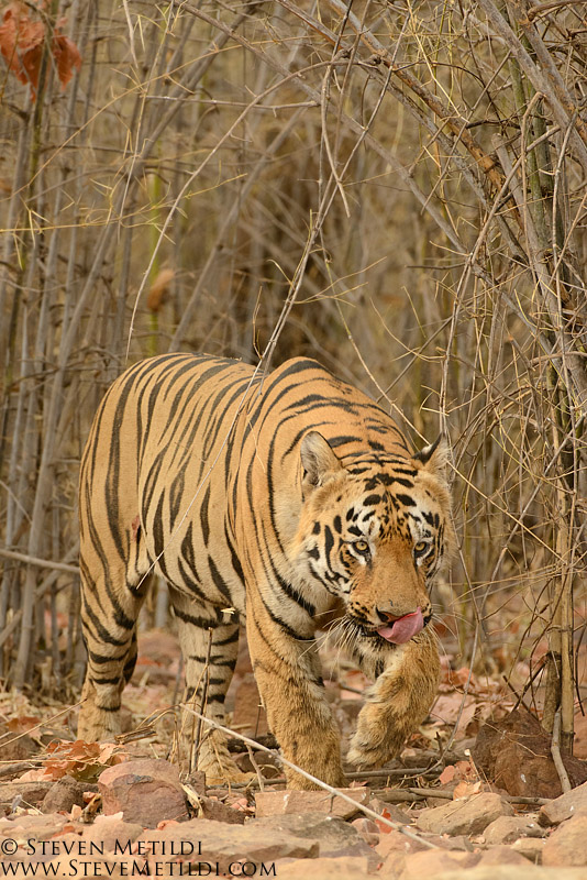 Tiger, Dhole, Wild Dog, Gaur, Spotted_Deer, Sambar, Barasingha, Gray ...